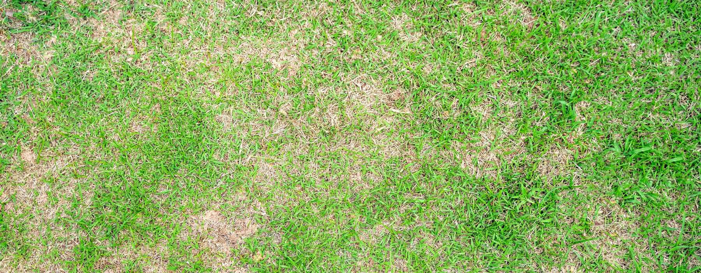 Can You Restore Dead Grass? | NutriPod®