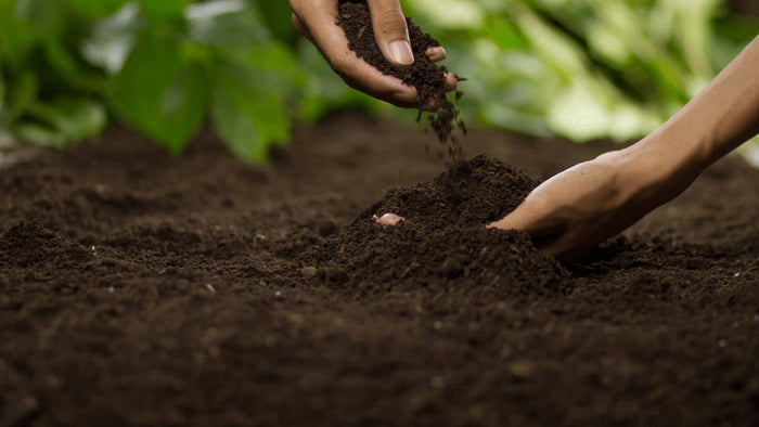 Home Nutripod Blog Lawn Care Can Too Much Fertilizer Cause Excessive ...