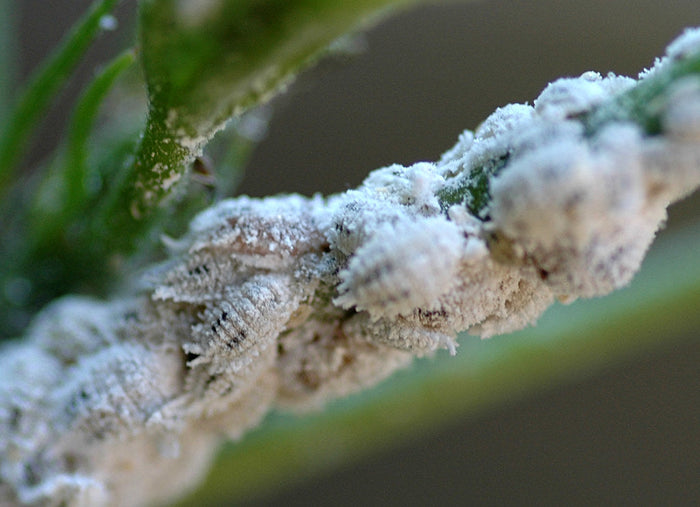 Aphids, Mealybugs, and Other Common Garden Pests in Florida