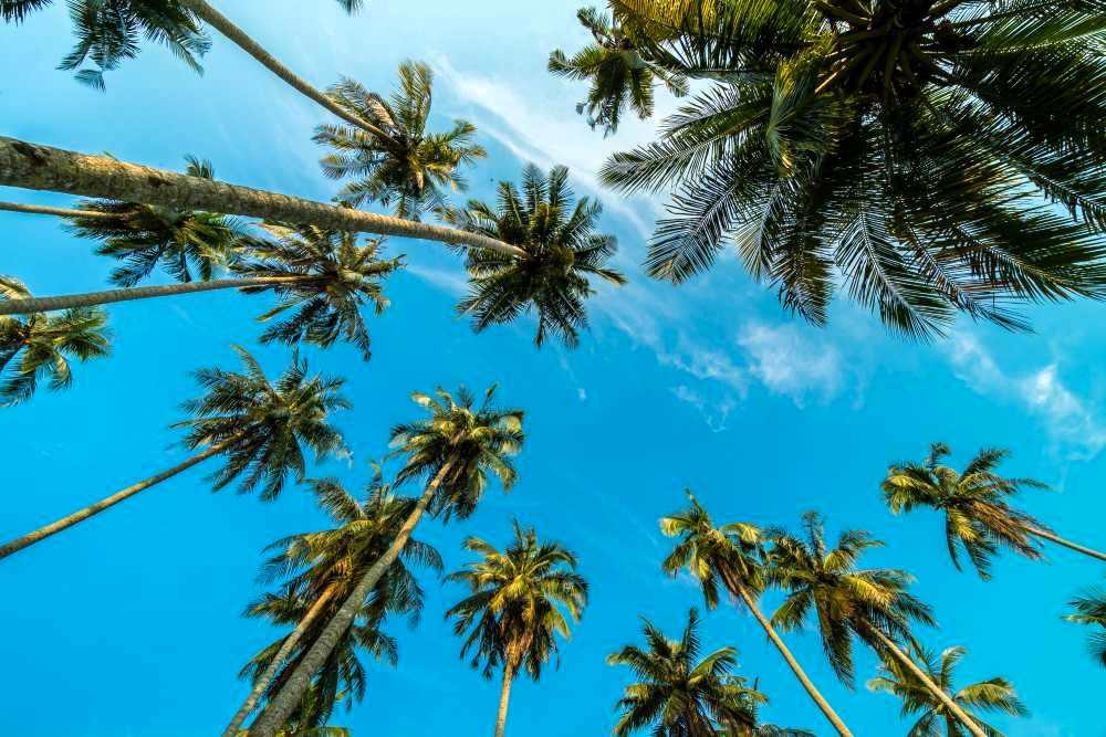Best Palm Trees For Florida Palm Trees In Florida: Top 10 EcoCation