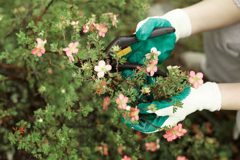 Best Time to Prune Flowering Shrubs – NutriPod