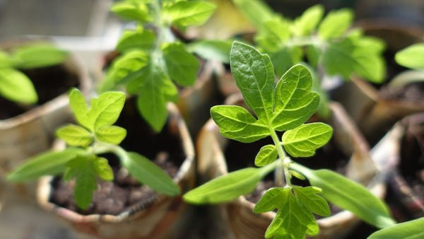 How Deep-Root Feedings Benefit Plants | NutriPod®