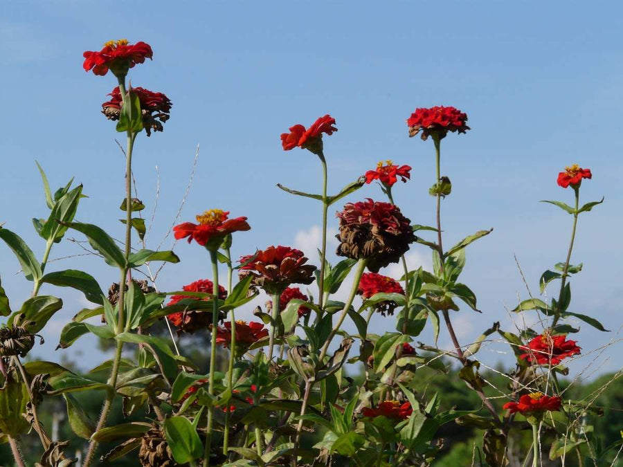 Refresh Your Garden with These Fall Annuals | NutriPod®