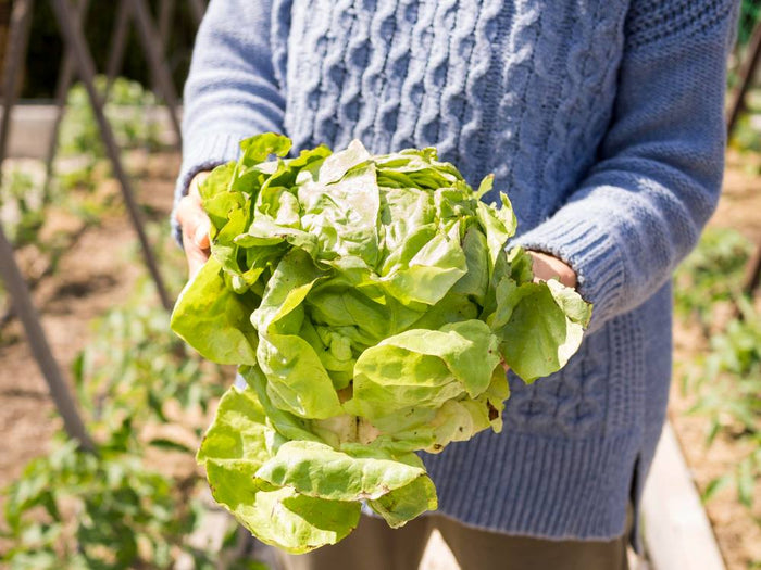 Home Nutripod Blog Vegetable Gardening Fall Vegetable Planting Guide ...
