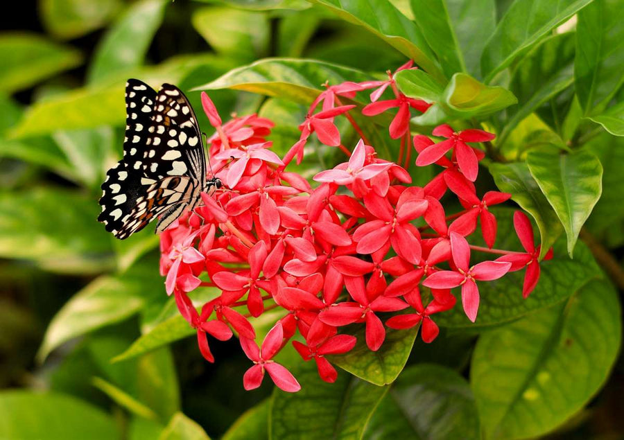 10 Fast-Growing Flowering Shrubs for Color | NutriPod®