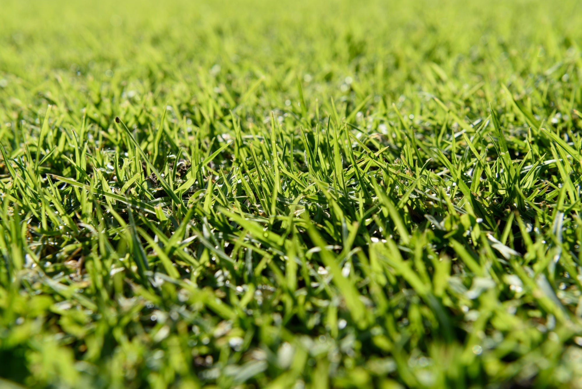 The Key Differences in Fertilizing New Grass vs. Existing Lawn