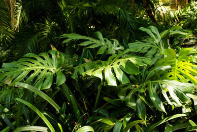 Home Nutripod Blog Landscaping and Garden Design Florida Planting Zones ...