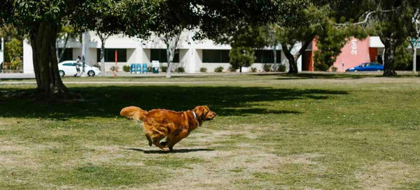 Home Nutripod Blog Lawn Care How Long Does It Take for Damaged Grass to Grow Back?