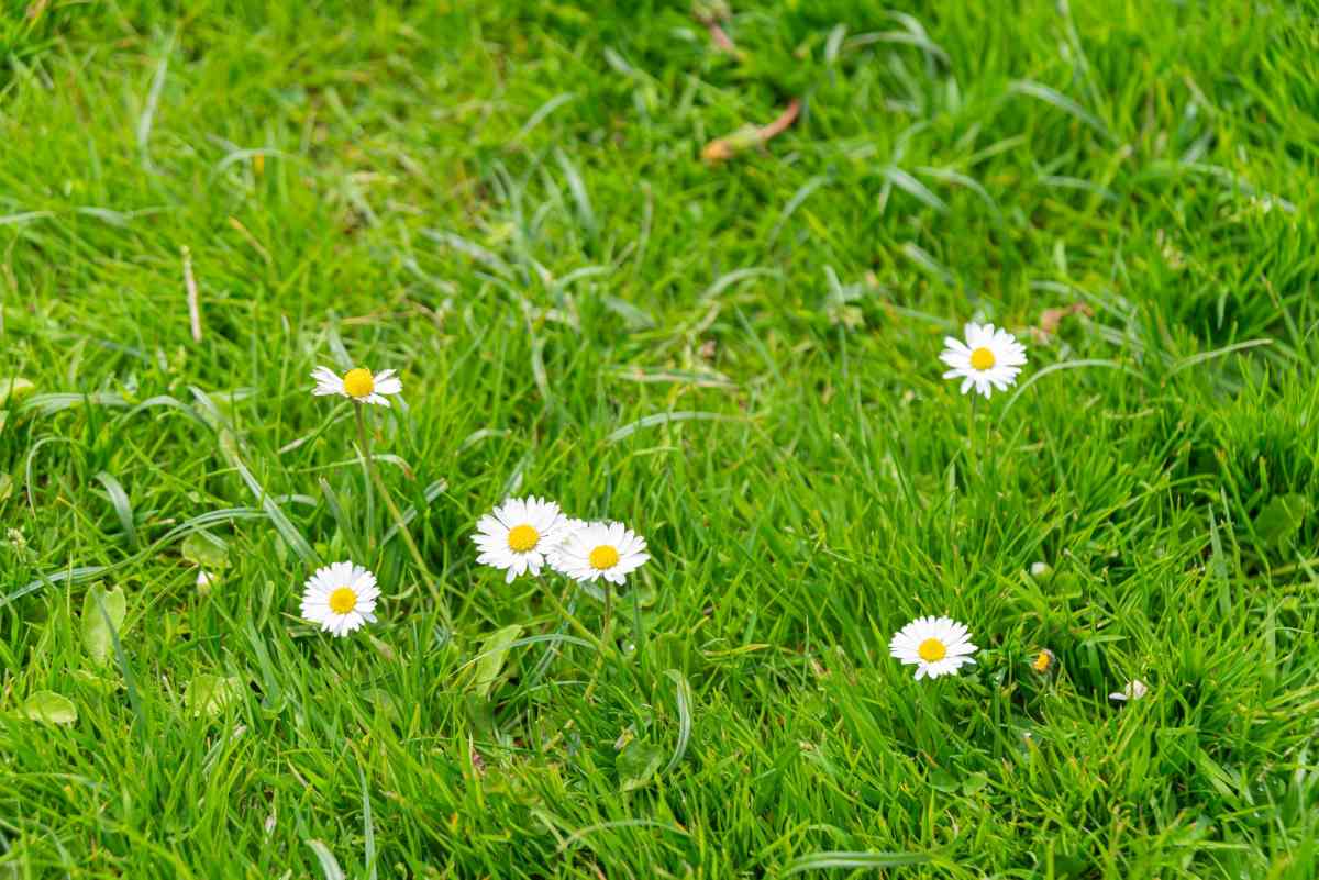 Best Practices to Control Weeds in Your Lawn – NutriPod