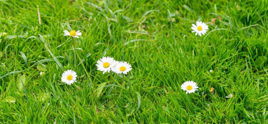 Home Nutripod Blog Lawn Care 9 Best Practices to Control Weeds in Your Lawn