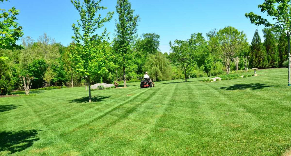 How to Encourage Deeper Root Growth in Lawns | NutriPod®