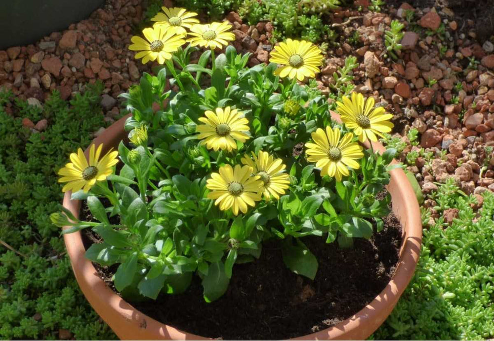 Can You Plant Flowers Straight from the Pot?
