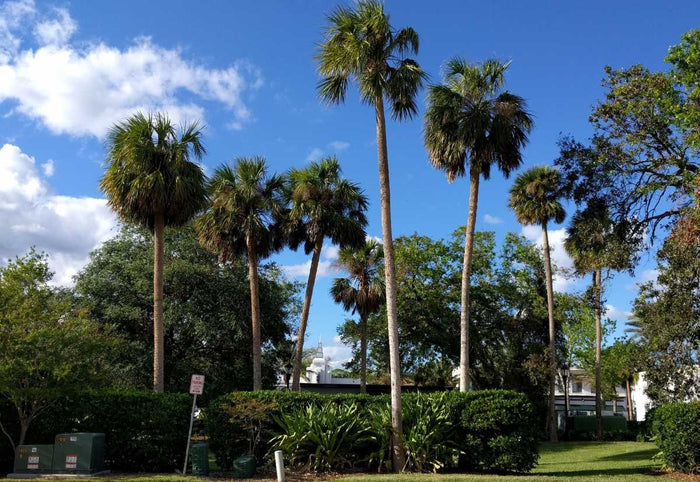 Home Nutripod Blog Shrubs and Palms Summer-Ready: How to Prepare Your ...