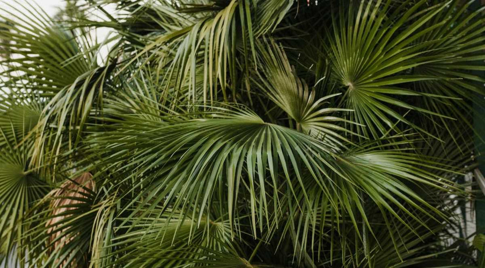 Home Nutripod Blog Shrubs and Palms How to Prune Palm Trees the Right Way