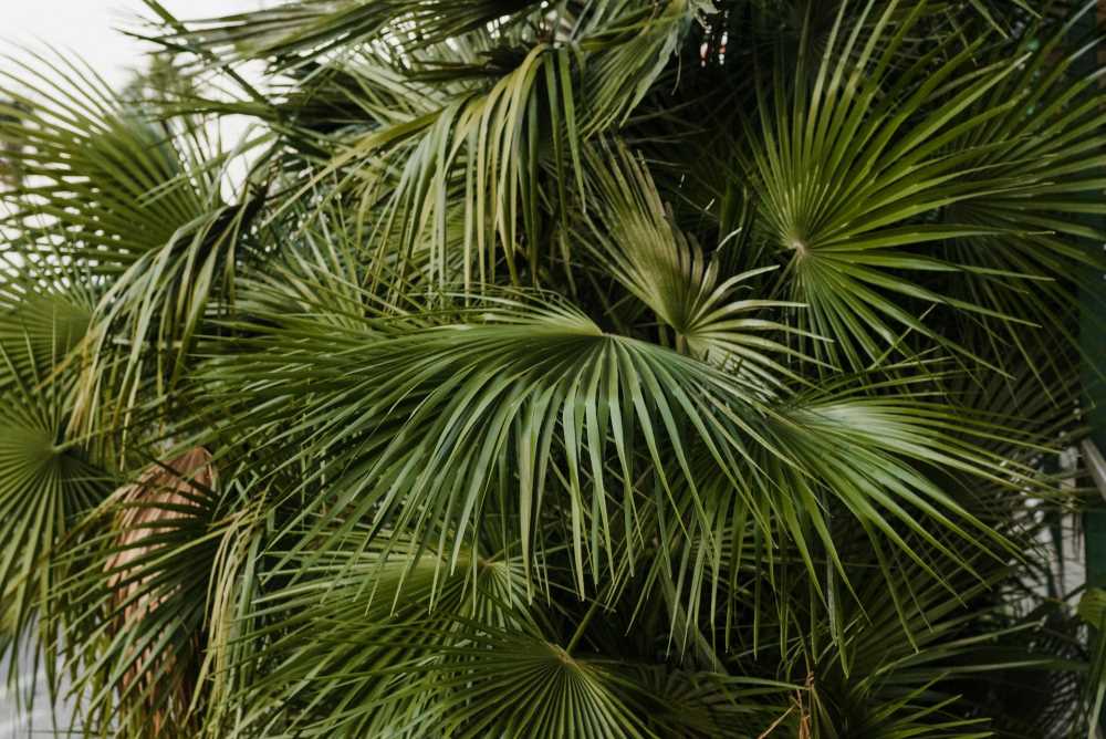 How to Prune Palm Trees the Right Way – NutriPod