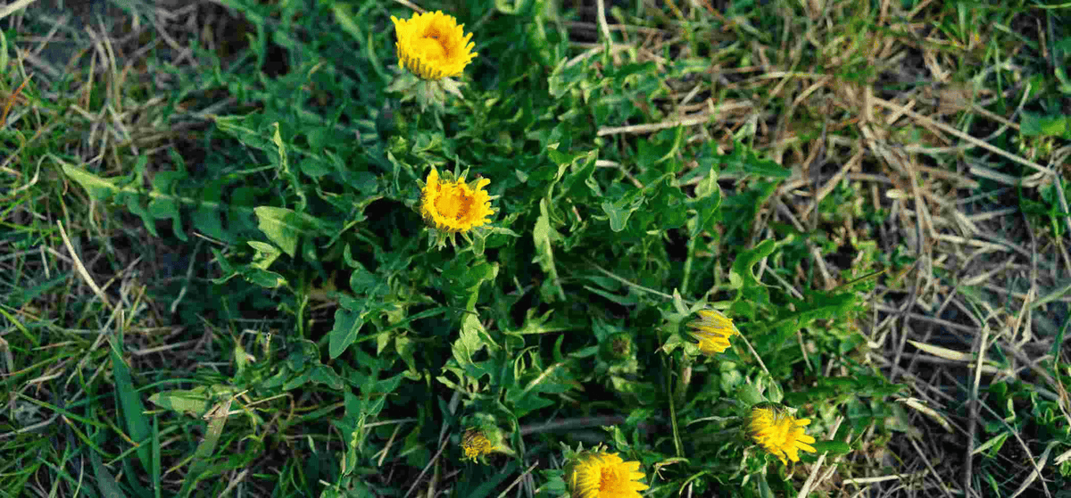 Home Nutripod Blog Lawn Care 10 Most Common Weeds in Florida Lawns and ...