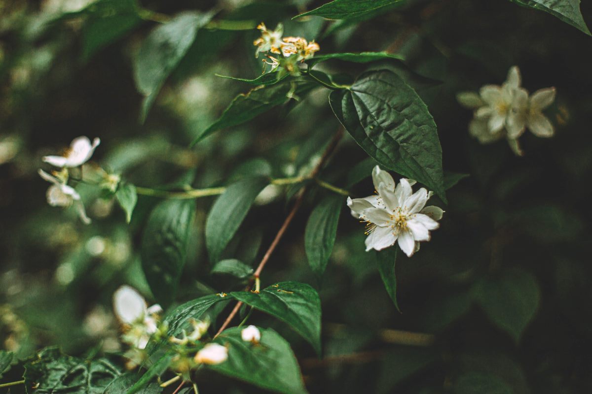 Fragrant Flowers Of Florida Fragrant & Aromatic Plants | Florida