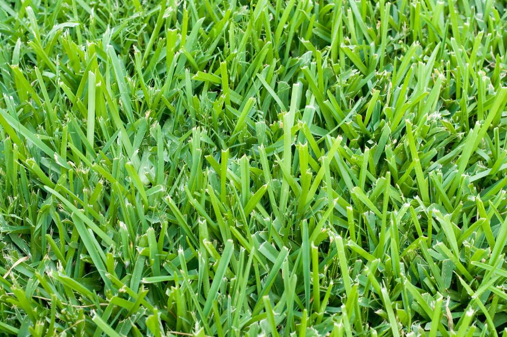 Winter Care Tips to Keep St. Augustine Grass Lush & Green