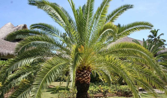 Home Nutripod Blog Shrubs and Palms Master the Art of Deep Watering ...