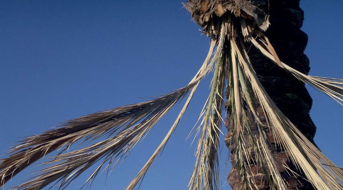 Home Nutripod Blog Shrubs and Palms Root Rot in Palms: Signs ...