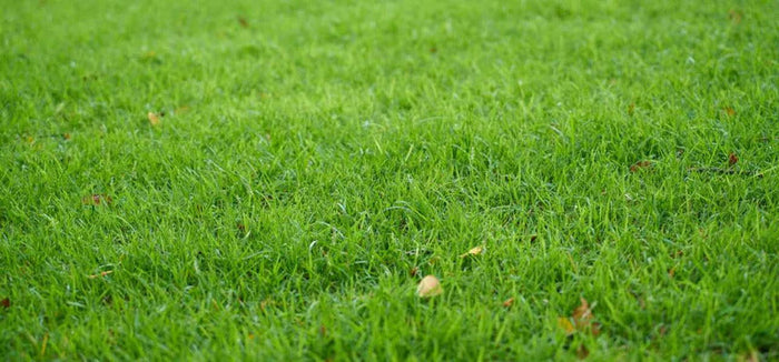 What Phosphorus Do For Lawns | NutriPod® Grass Fertilizer