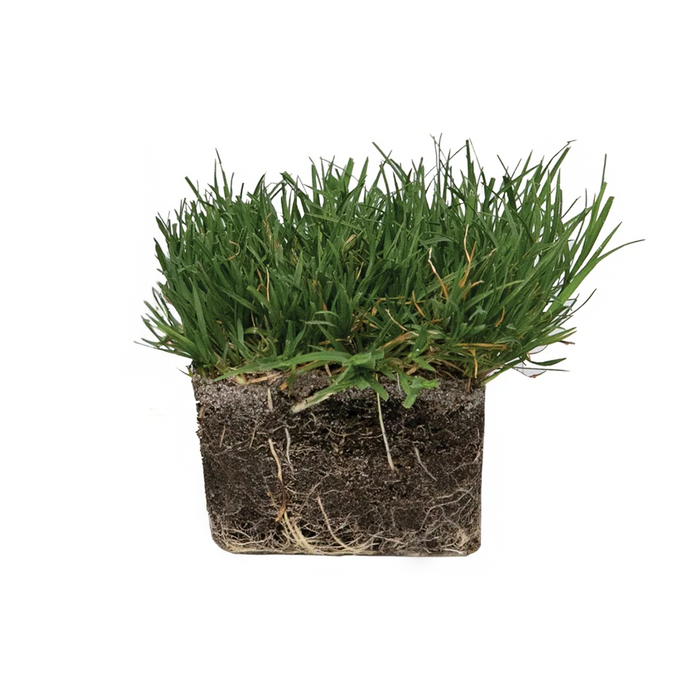home Shop Bermuda Grass Plug & NutriPod ® Fertilizer Bundle